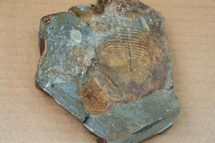 Searching for fossils in a Lancaster County quarry [photos] | Local ...