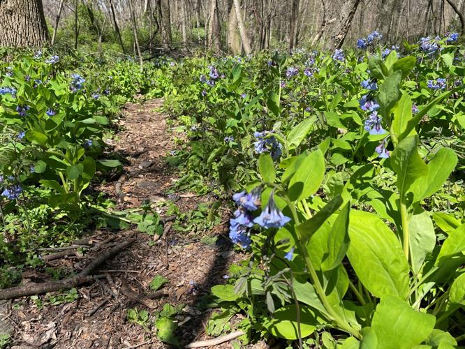 Where to find spring wildflowers in Lancaster County | Home & Garden ...