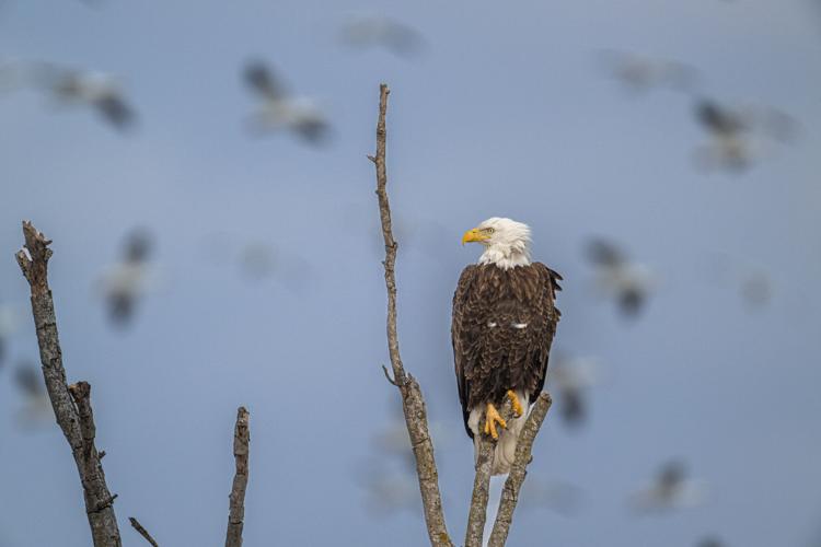 Snow geese descend on Middle Creek during peak migration [photos ...
