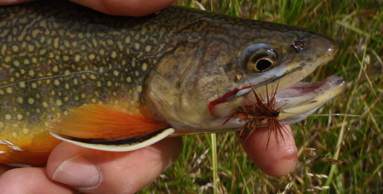 Climate change blamed for fish problems across Pennsylvania | Local ...