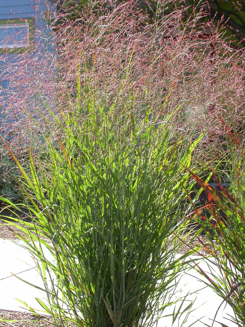 Introducing the Perennial Plant Association's award-winner: native ...