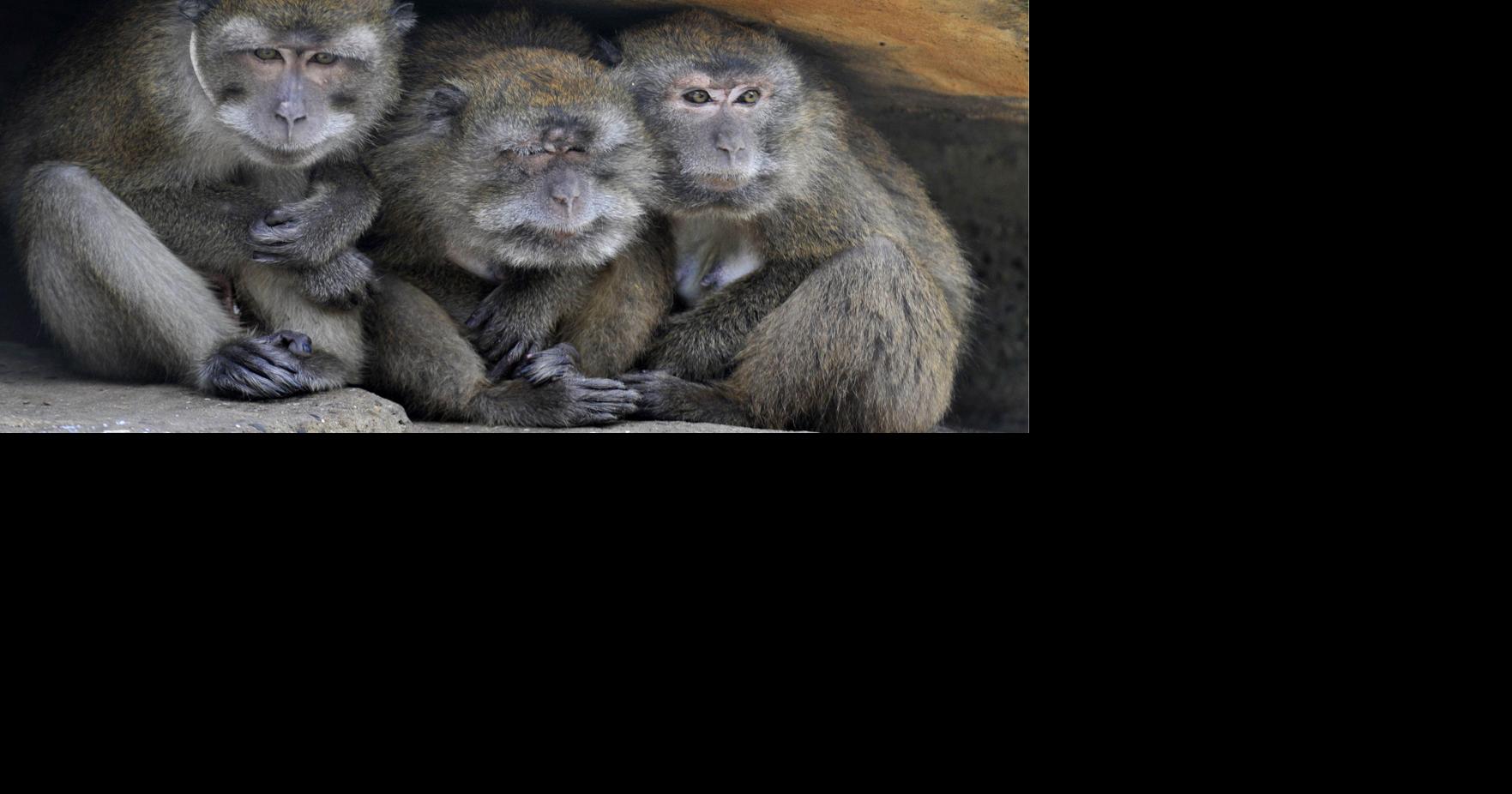 Federal government rents monkeys from Denver business to fight COVID-19 ...