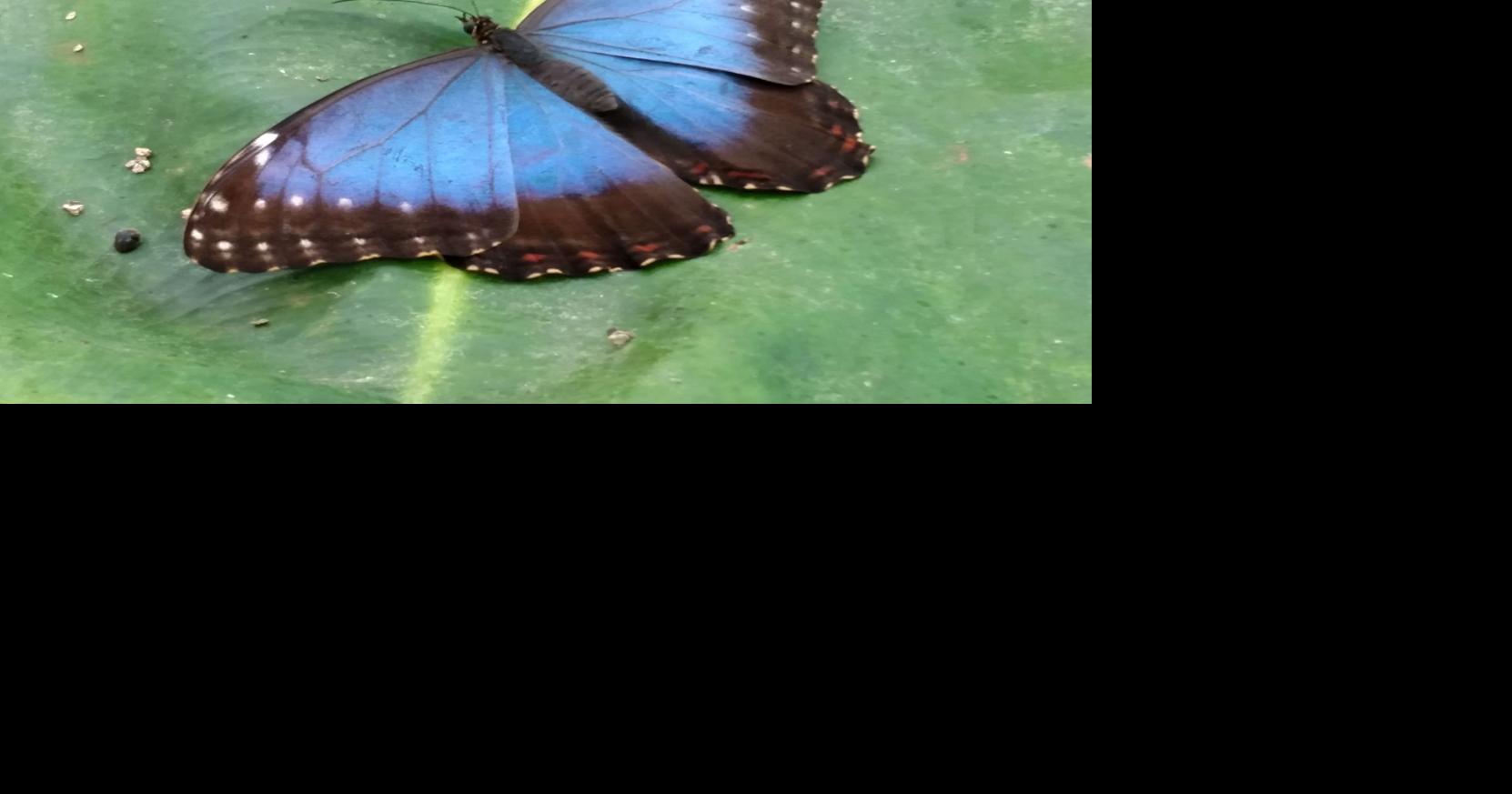 Butterfly Atrium at Hershey Gardens is in full bloom every day all ...