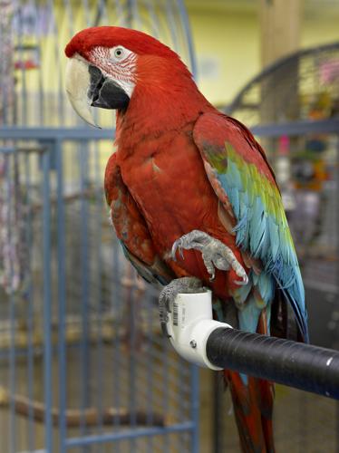 Nesting instincts: exotic bird rescue group is looking for a new home ...
