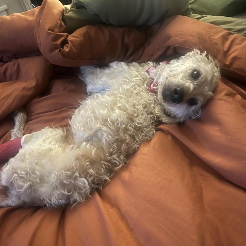 Colerain Township man cut off dog's leg with scissors, refused vet care ...