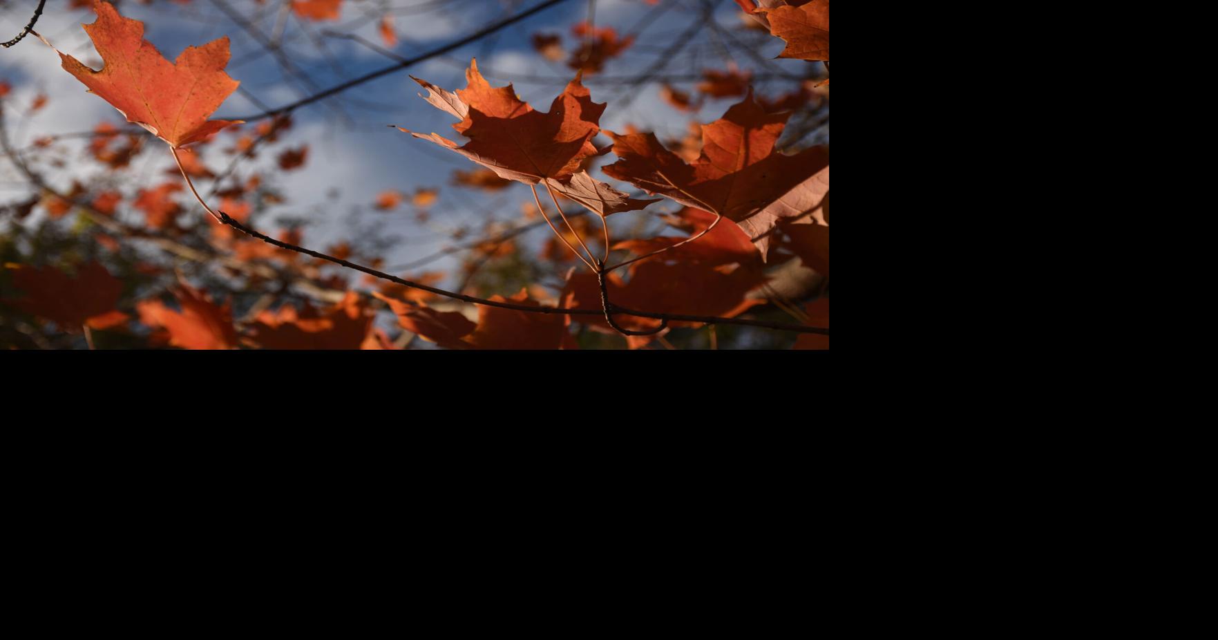 Here’s when to expect peak fall foliage in Lancaster County | Local News | lancasteronline.com