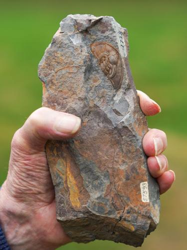Searching for fossils in a Lancaster County quarry [photos] | Local ...