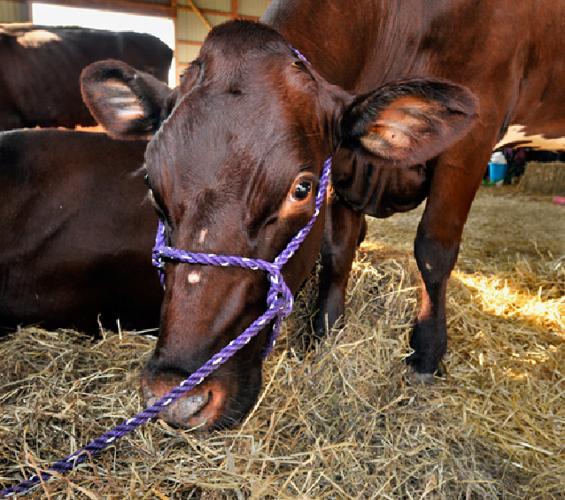 Solanco Fair begins 3-day run | Entertainment | lancasteronline.com