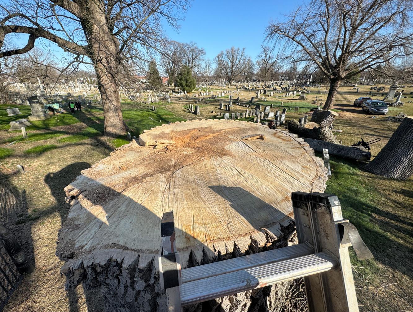 There's a huge oak tree near Willow Street; is it a champion? [photos ...