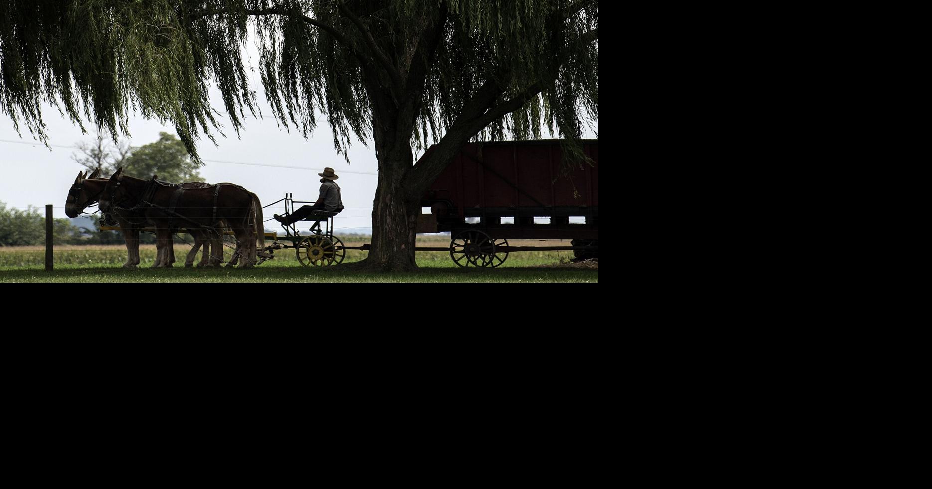 How do the Amish feel about vaccines? Here's what an expert says ...