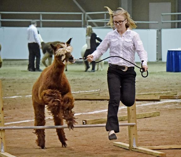 5 photos and video of alpacas competing in an obstacle course at the ...