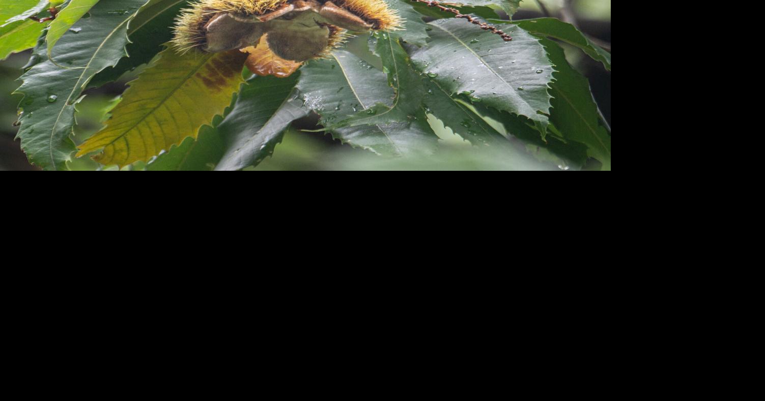 Harvesting chestnuts [photos] | | lancasteronline.com