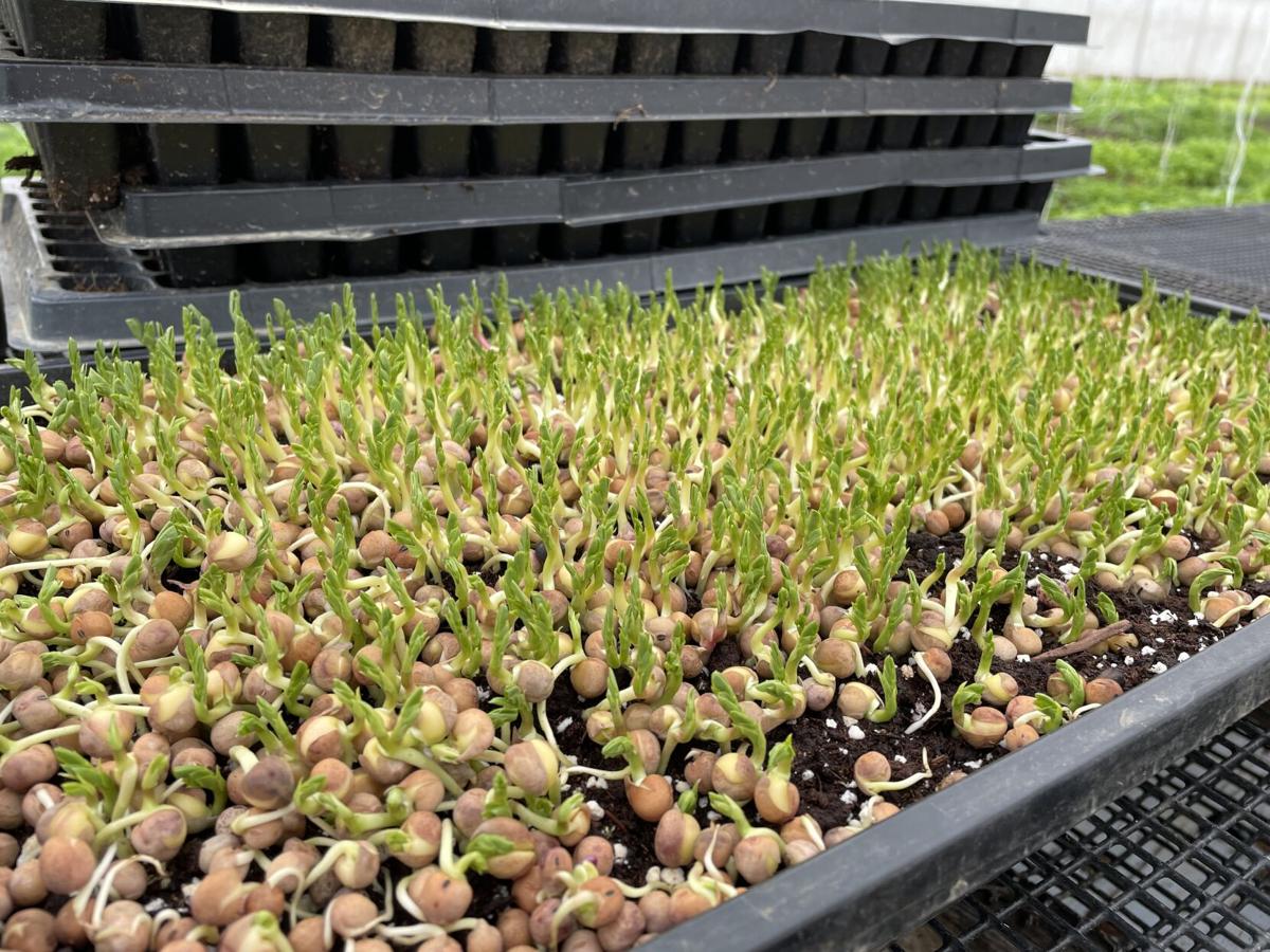 Microgreens are tiny, tasty and packed with nutrients; How to grow them ...