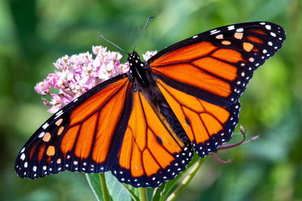 Here are ways we can all help monarch butterflies [Master Gardener ...