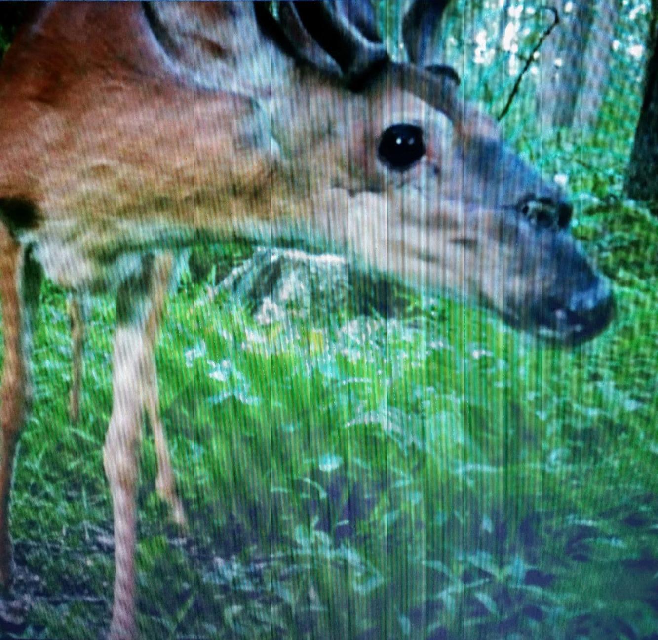 Watch video of buck deer with odd head in southern Lancaster County ...