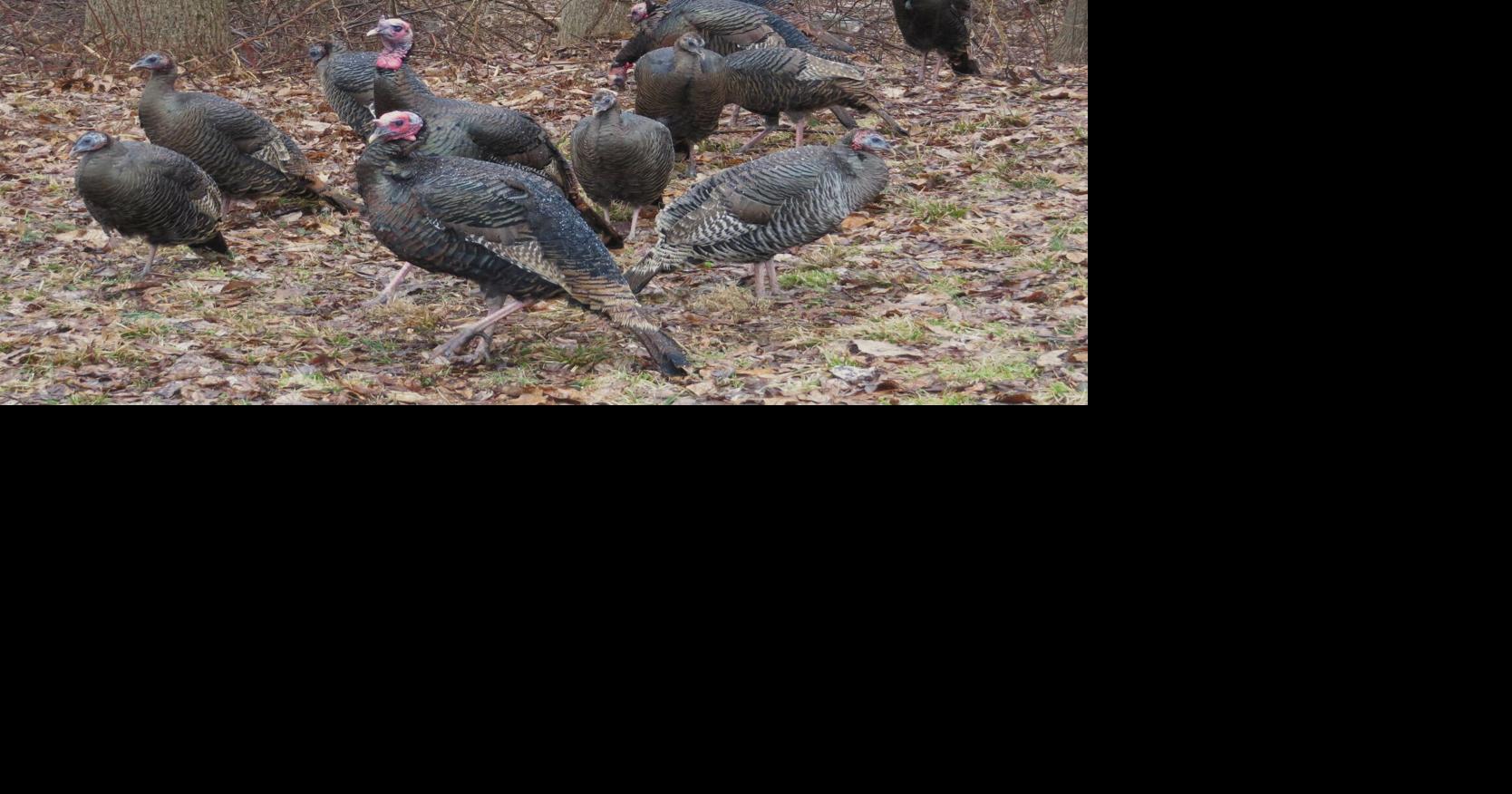 Fall turkey season begins in Pa.; Lancaster County area has shortest ...