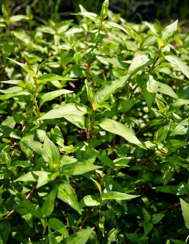 More than parsley: This Manor Township gardener has nearly 70 herbs in ...