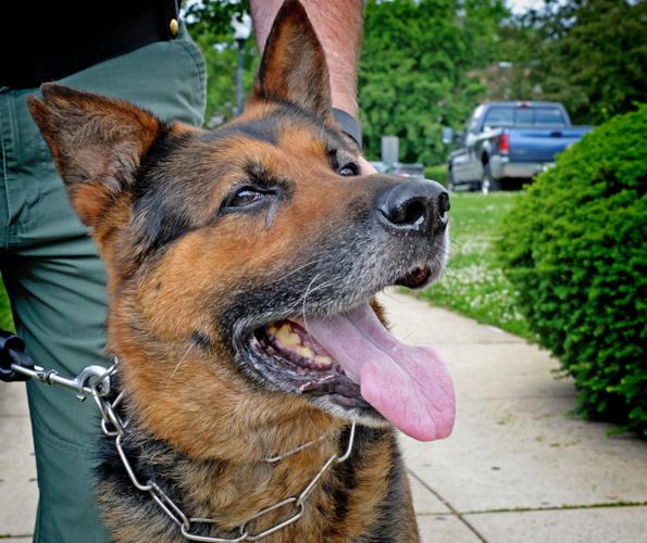 Prison K-9 shifts into retirement after a decade | Local News ...