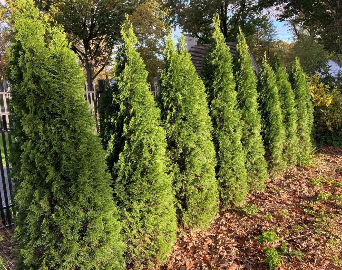 Here are 8 of the most popular trees to plant in Lancaster County ...