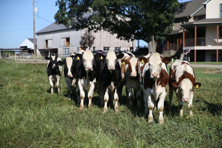 A day in the life on the farm: Kevin Stairiker visits Verdant View Farm ...