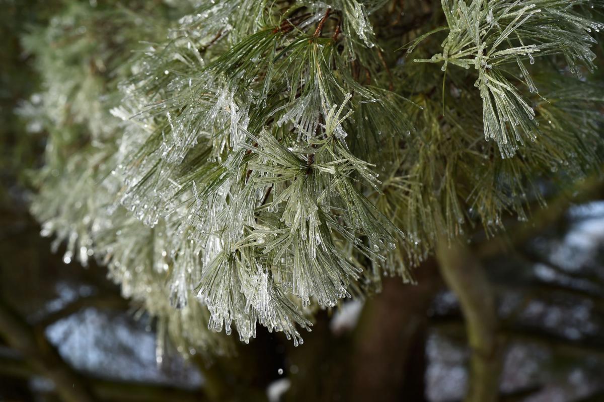 Ice glistens on tree branches before temperatures reach 40 Thursday ...