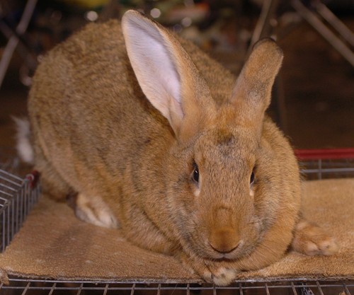 If you re looking for rabbits | Lifestyle | lancasteronline.com