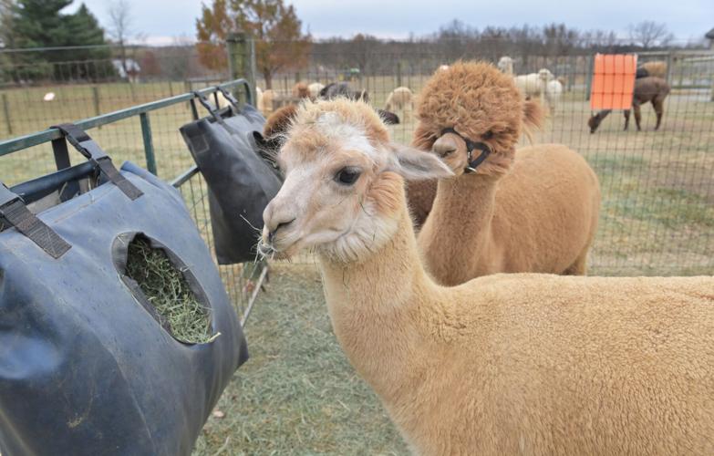 Adventures for all at an alpaca open house in Mount Joy Township ...