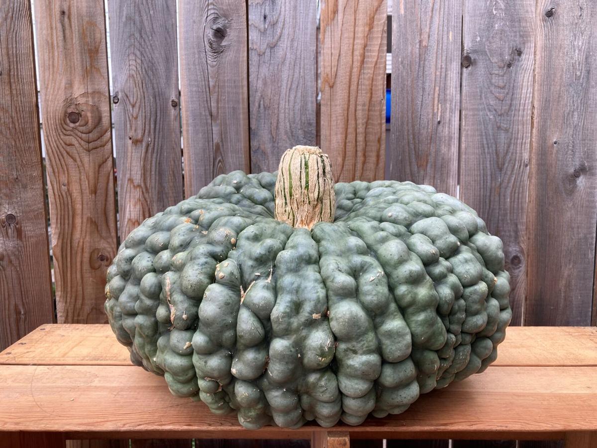 A guide to eight varieties of locally grown winter squash, including ...