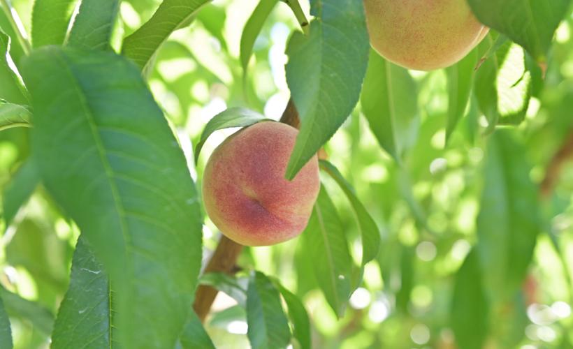 Cherry Hill Orchards Are Abundant With Crops Maturing Early [photos