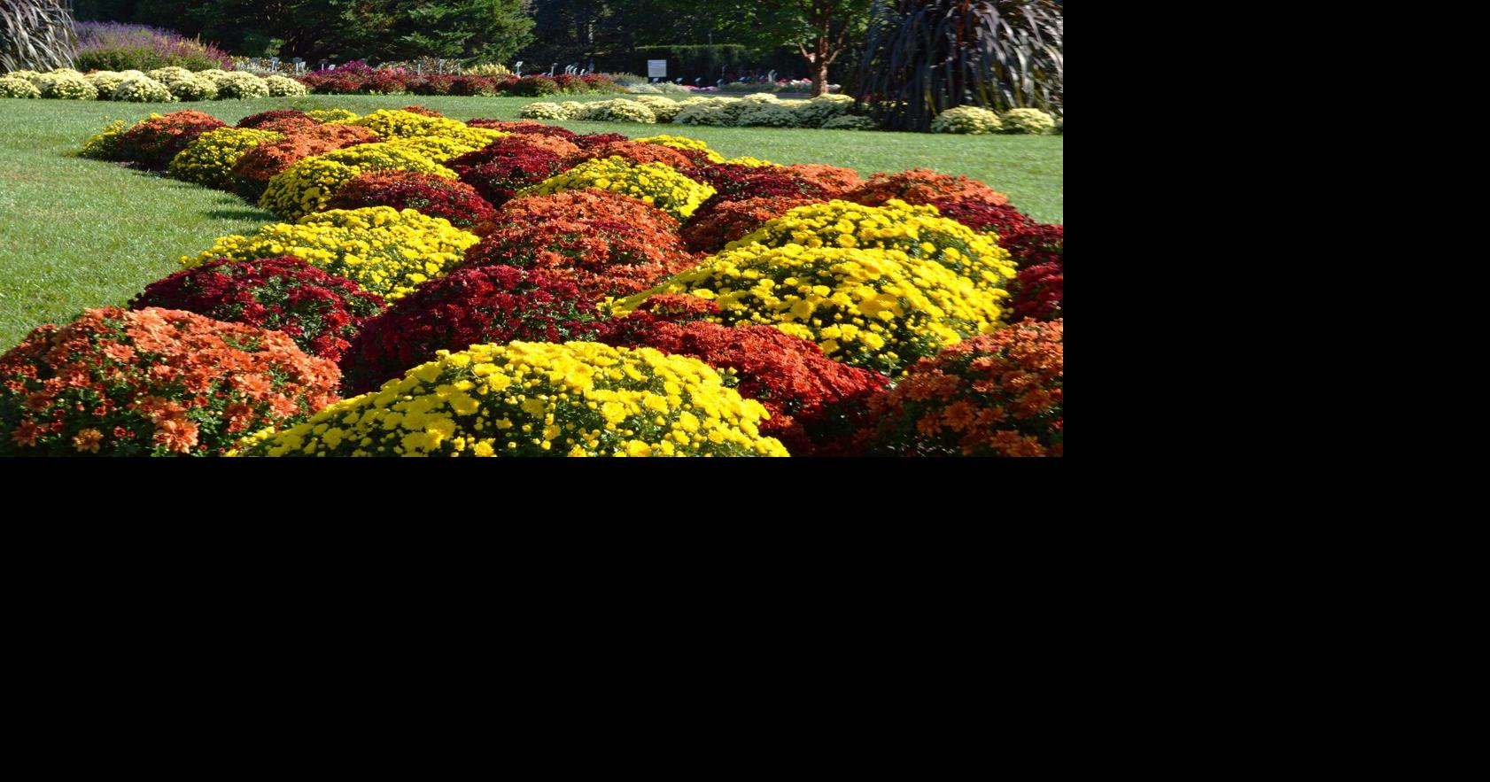 Take a peek at the mums, bonsai trees on display at Hershey Gardens ...
