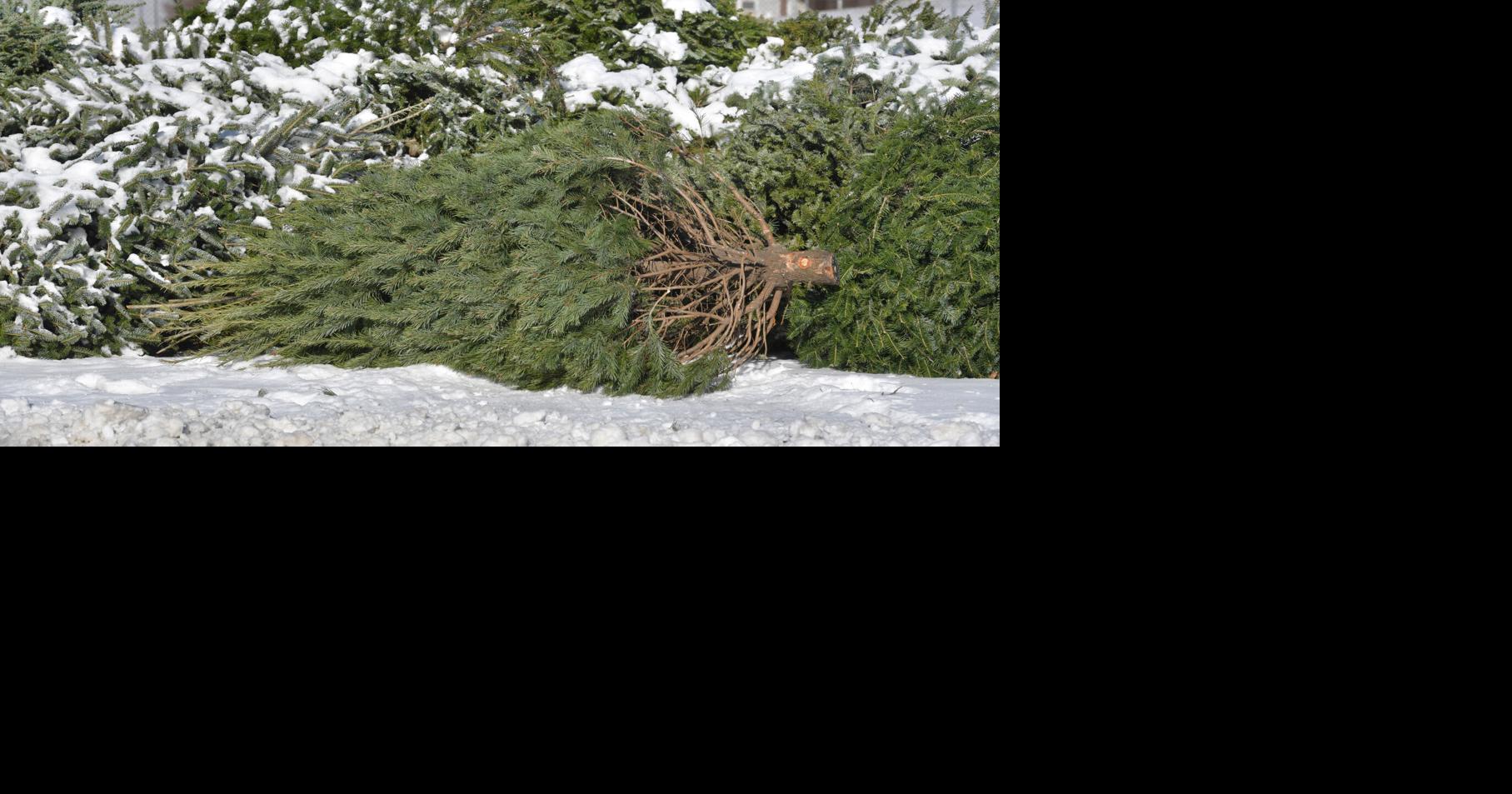Used Christmas Trees 1.jpg | | lancasteronline.com