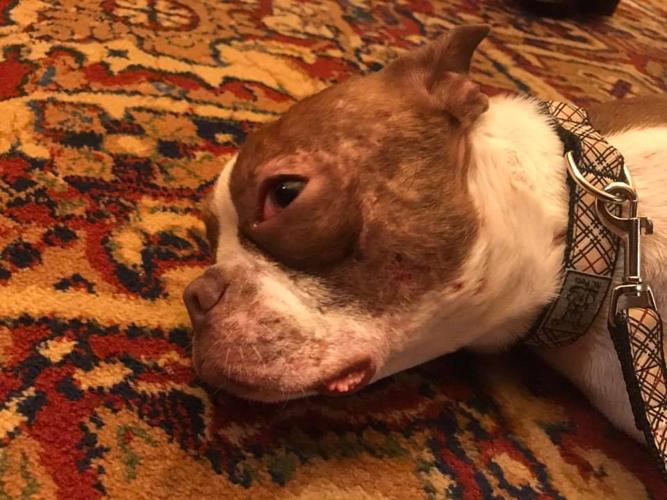 Animal abuse cases pass 20,000 following passage of ‘Libre’s Law ...