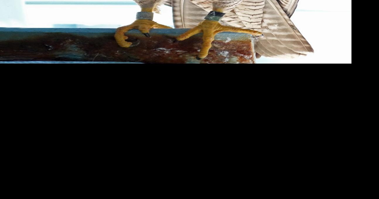 Peregrine falcons, the other raptor in Pennsylvania, flying high in ...