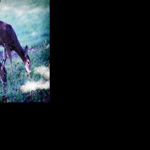 Time for doe licenses | Outdoors | lancasteronline.com