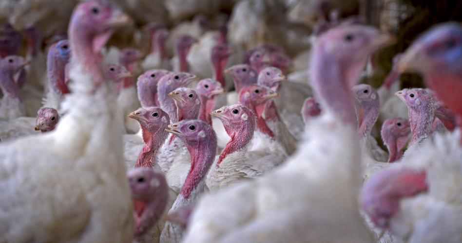 8 places to buy a fresh Thanksgiving turkey raised in Lancaster County ...