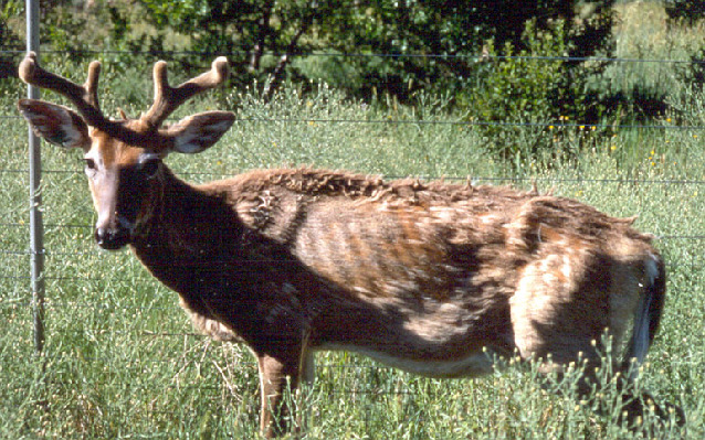 First Lancaster County deer tests positive for chronic wasting disease ...
