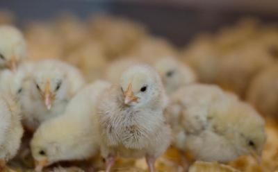 1,000 baby chicks, rescued from 'filthy and extreme conditions' in ...