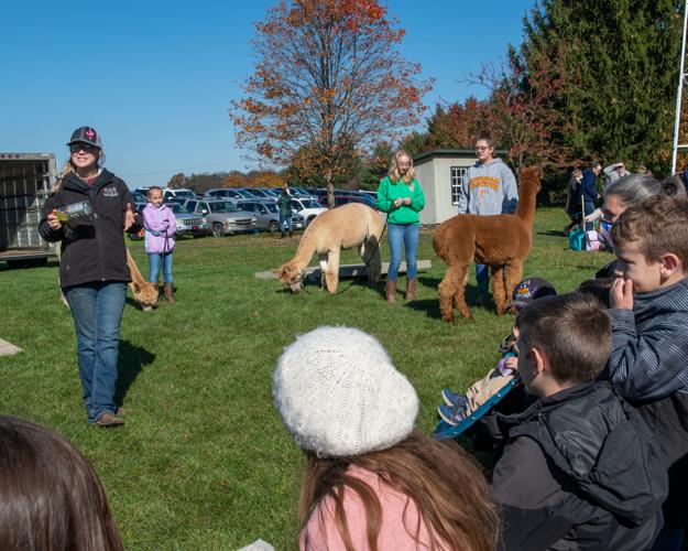 Annual open house for the Eastland Alpacas back with nearly 100 alpacas ...