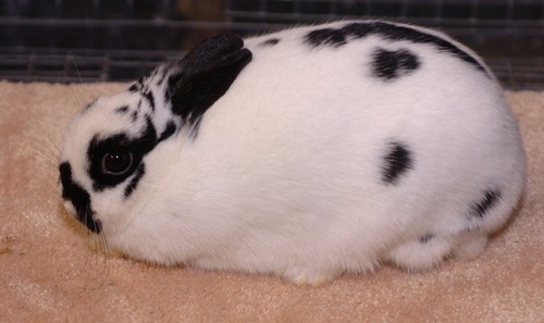 If you re looking for rabbits | Lifestyle | lancasteronline.com