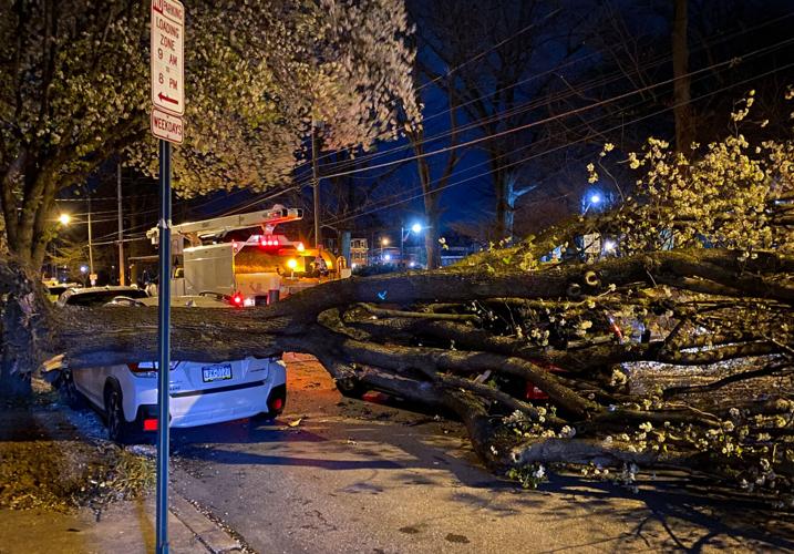 Fallen tree damages cars in Lancaster city | Local News ...