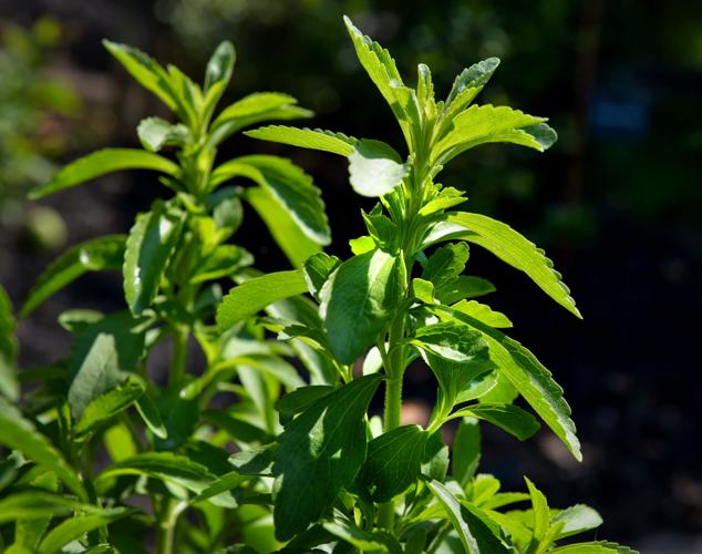 More than parsley: This Manor Township gardener has nearly 70 herbs in ...