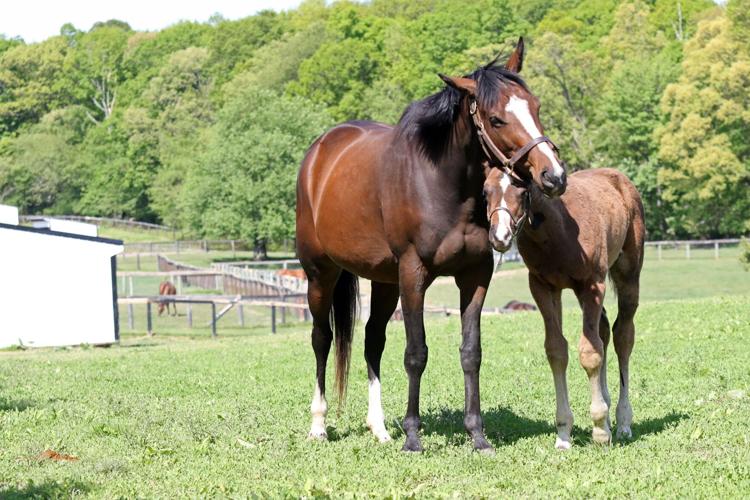 Passion in horse breeding: Thoroughbred operation alive and well at ...