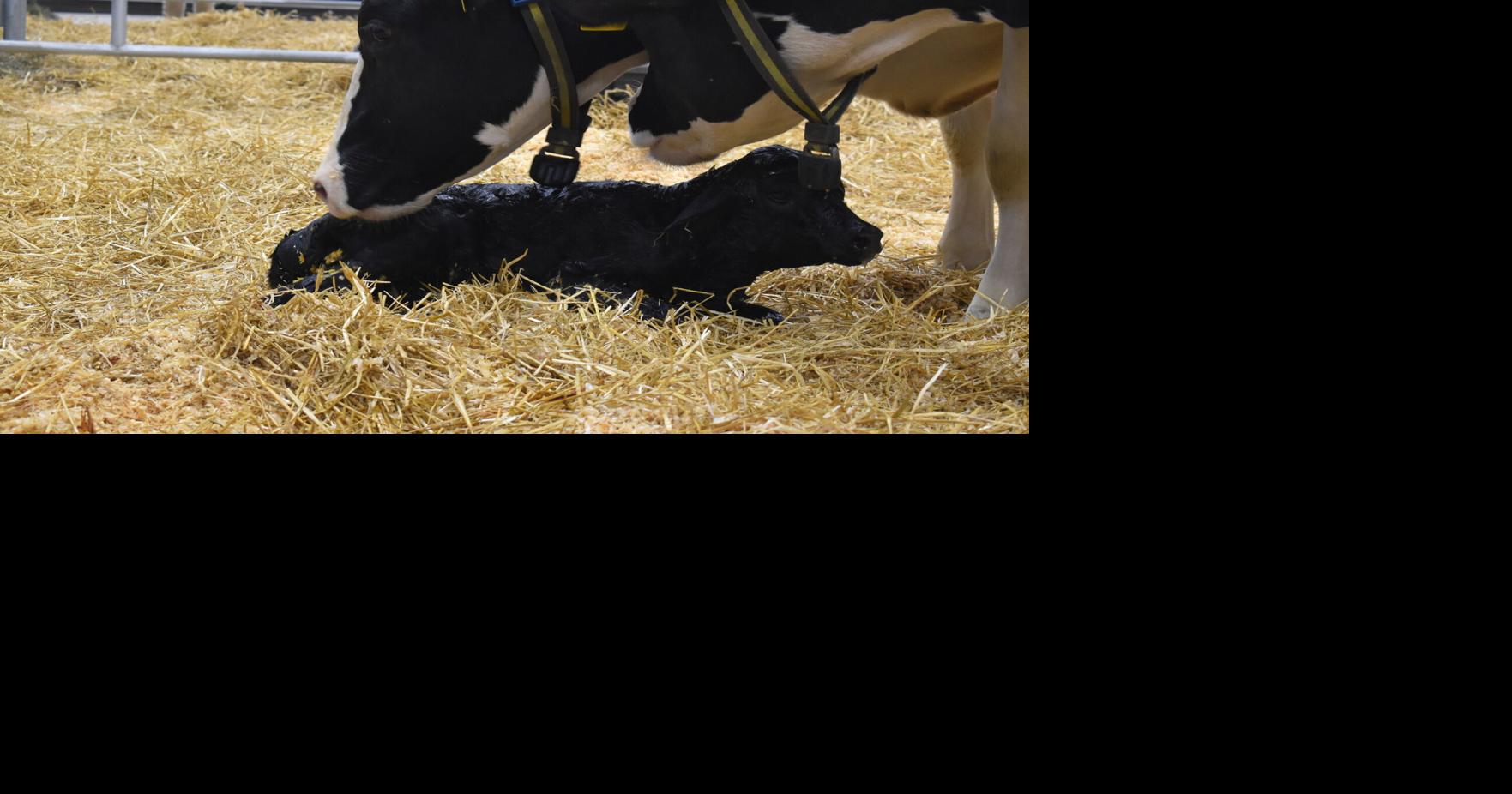 The Calving Corner at PA Farm Show births first calves; Here's how to ...