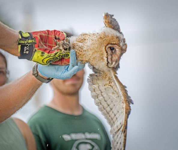 Barn owls banded during event at Leacock Township orchard [photos ...