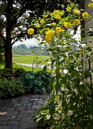 More than parsley: This Manor Township gardener has nearly 70 herbs in ...