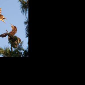 Squawk talk | Outdoors | lancasteronline.com