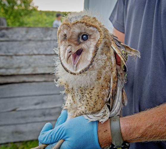 Barn owls banded during event at Leacock Township orchard [photos ...