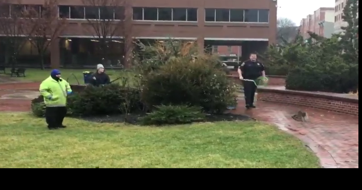 ORCA rescues an injured Cooper's hawk from Binns Park | Local News ...