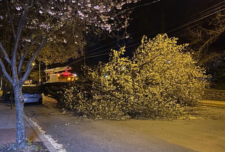 Fallen tree damages cars in Lancaster city | Local News ...