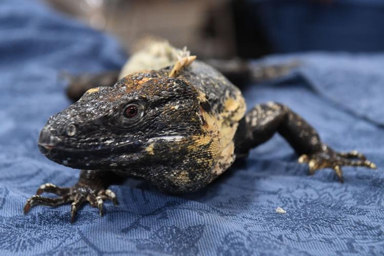 Reptilian critters come to Lancaster County, courtesy of Reptile ...